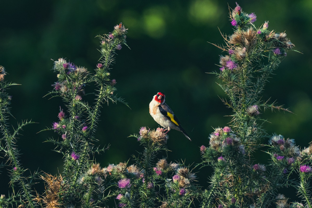THE BIODIVERSITY OF GREECE - BioDiversity